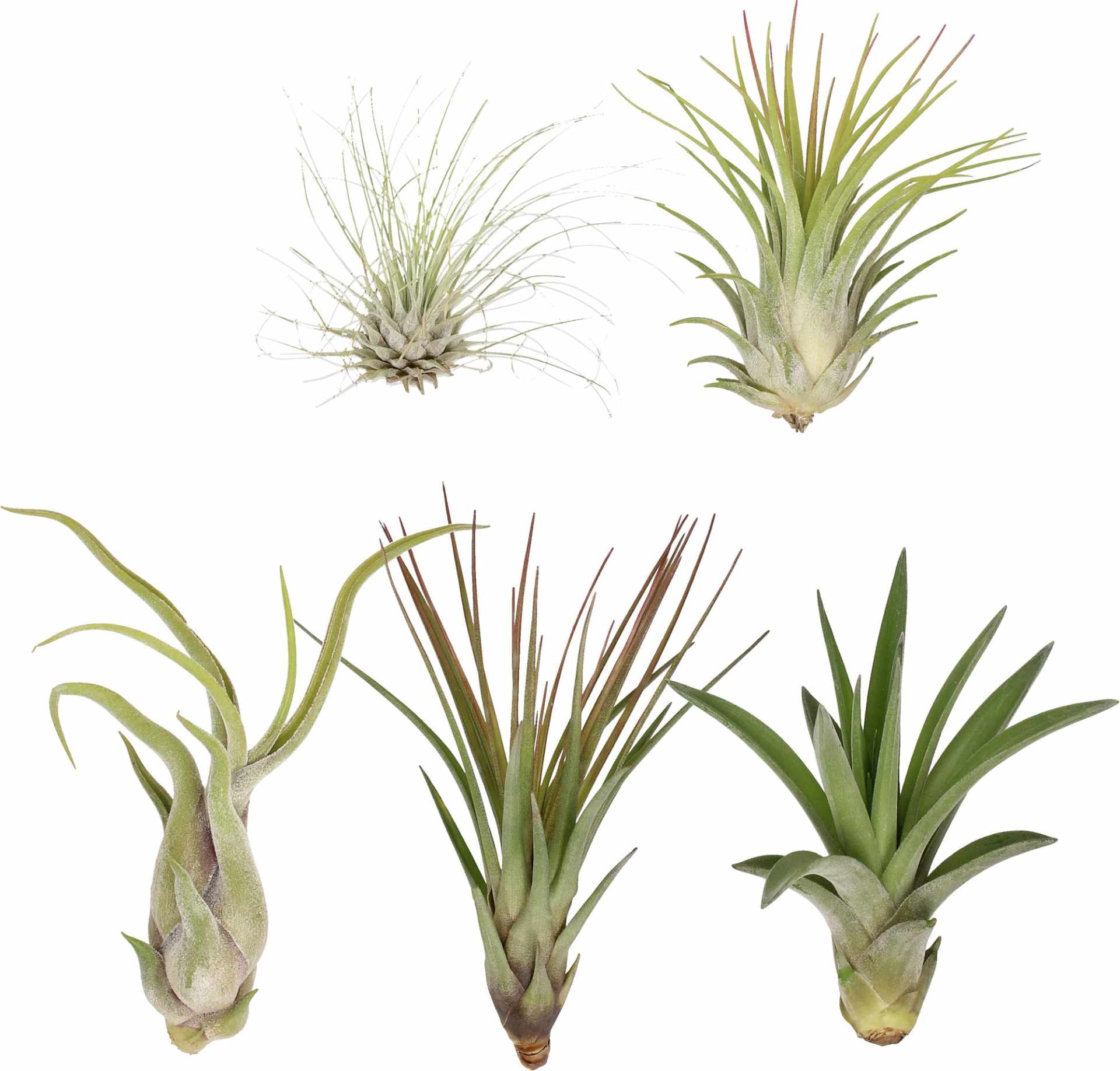 1809 tillandsia media radici aeree 5 10 cm - Piante grasse aloe e ...