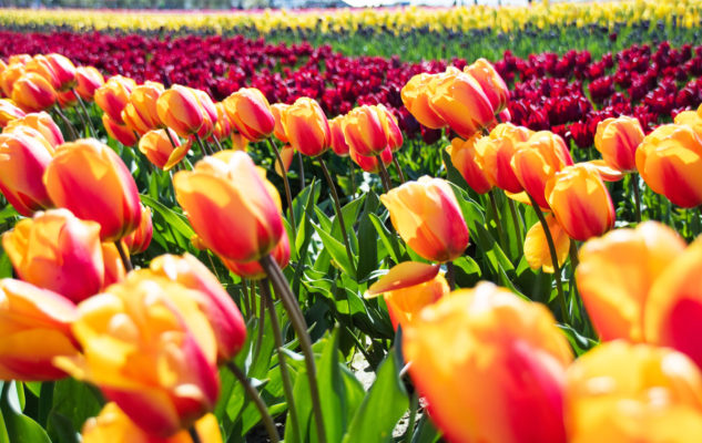 1745 tulipani v 8 9 bulbi colori mix - Piante fiorite stagionali ...